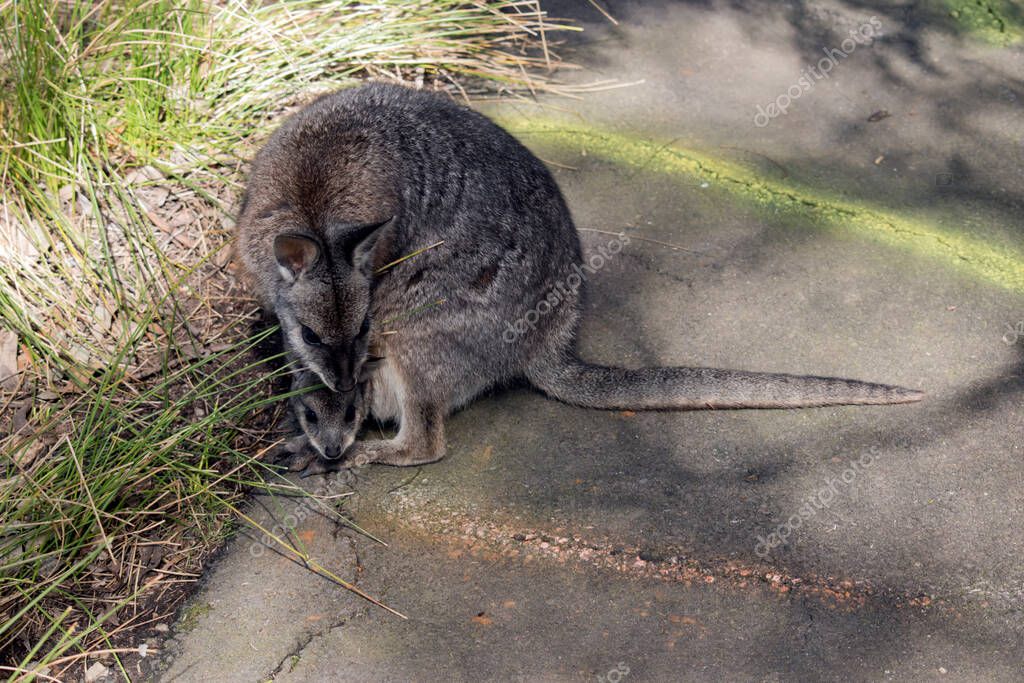 El tammar wallaby es un pequeño wallaby gris con brazos bronceados y ...