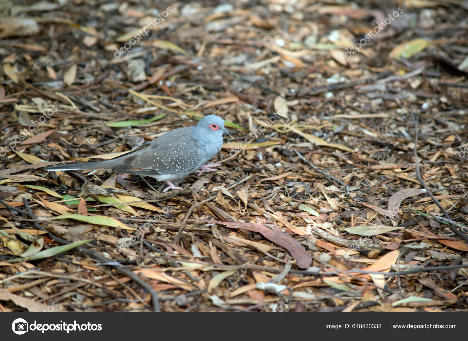 Diamond Dove Smallest Australian Dove Distinctive Red Eye Ring Blue ...