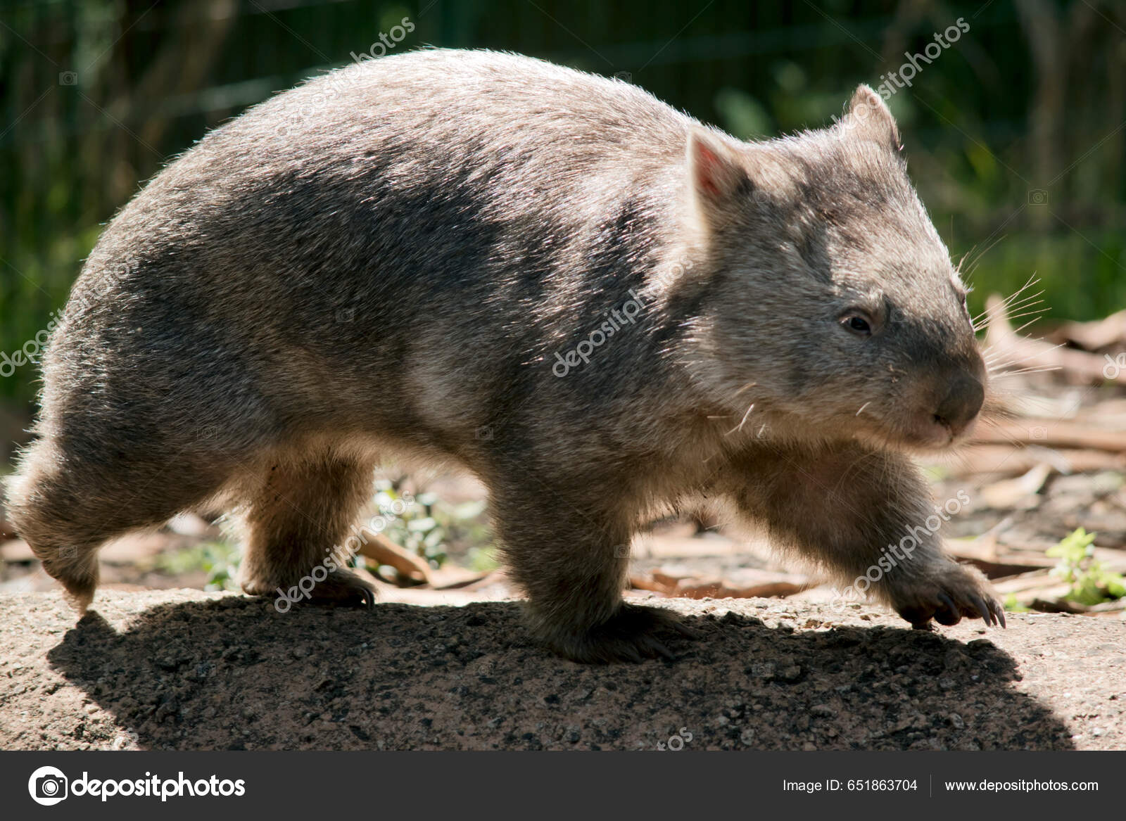 Marsupial Animals Wombat