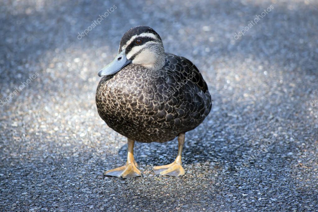 el pato negro pacífico tiene un cuerpo oscuro y una cabeza más pálida ...