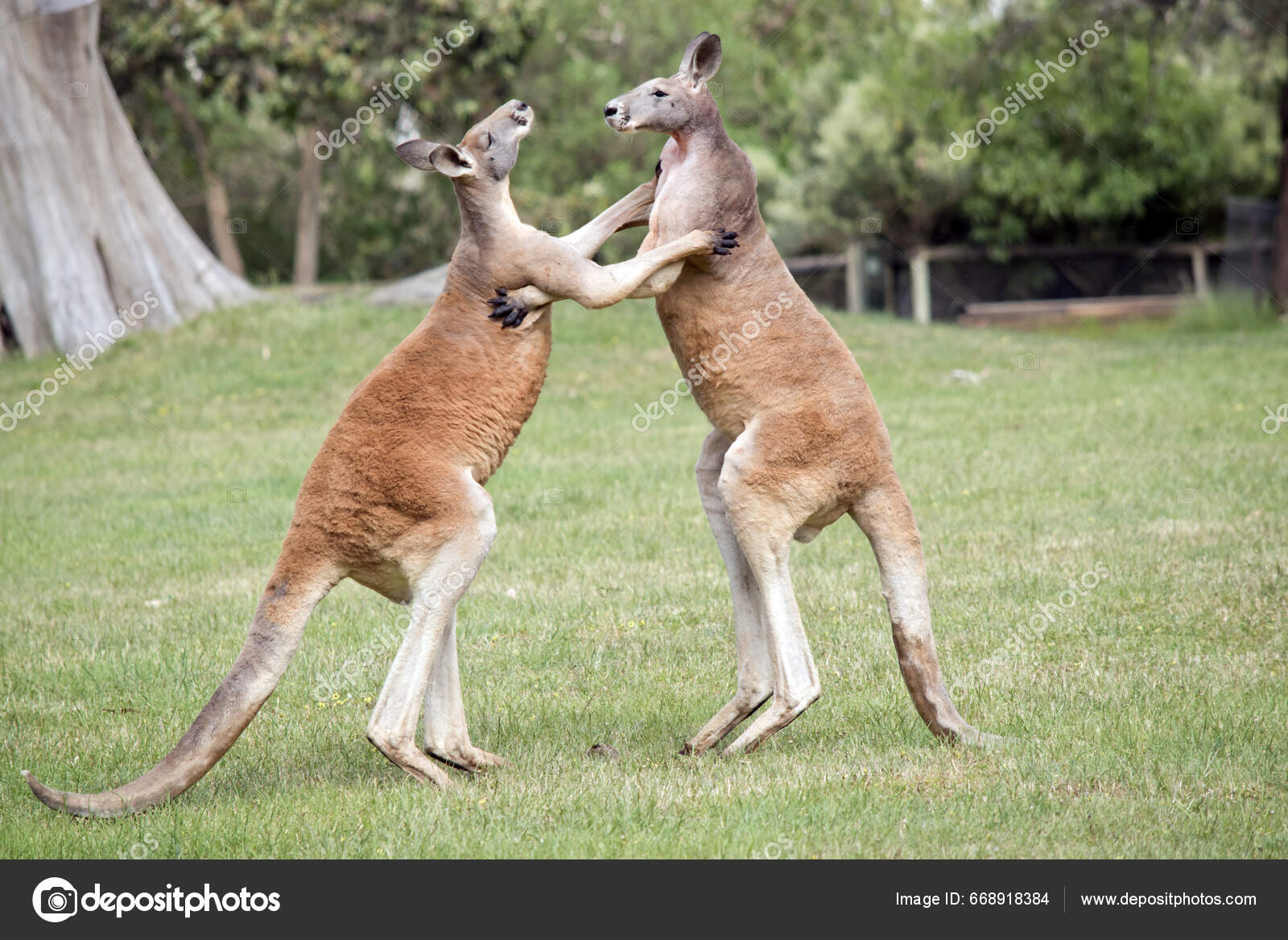 Red Kangaroo Boxing