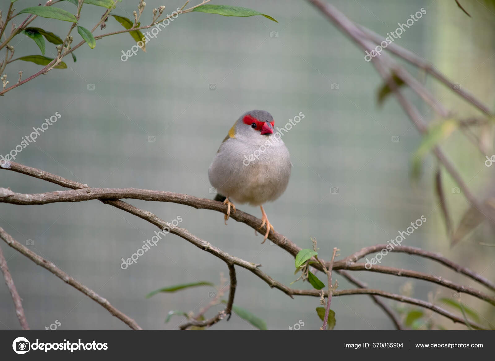 Red Browed Finch Most Easily Recognised Its Bright Red Eyebrow — Stock ...