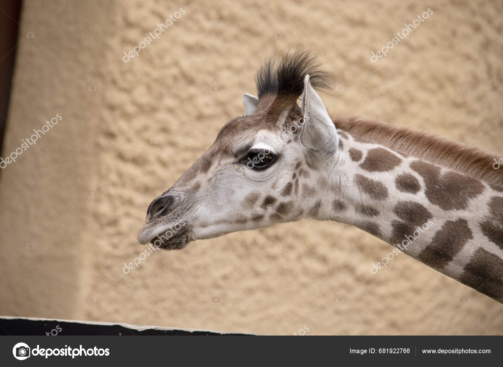 Giraffe Tallest All Mammals Legs Neck Extremely Long Giraffe Has Stock ...
