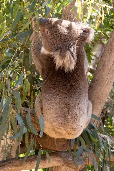 Grandes koala Stock Photos, Royalty Free Grandes koala Images ...