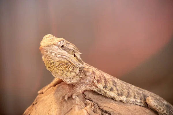 Triangular animal Images - Search Images on Everypixel