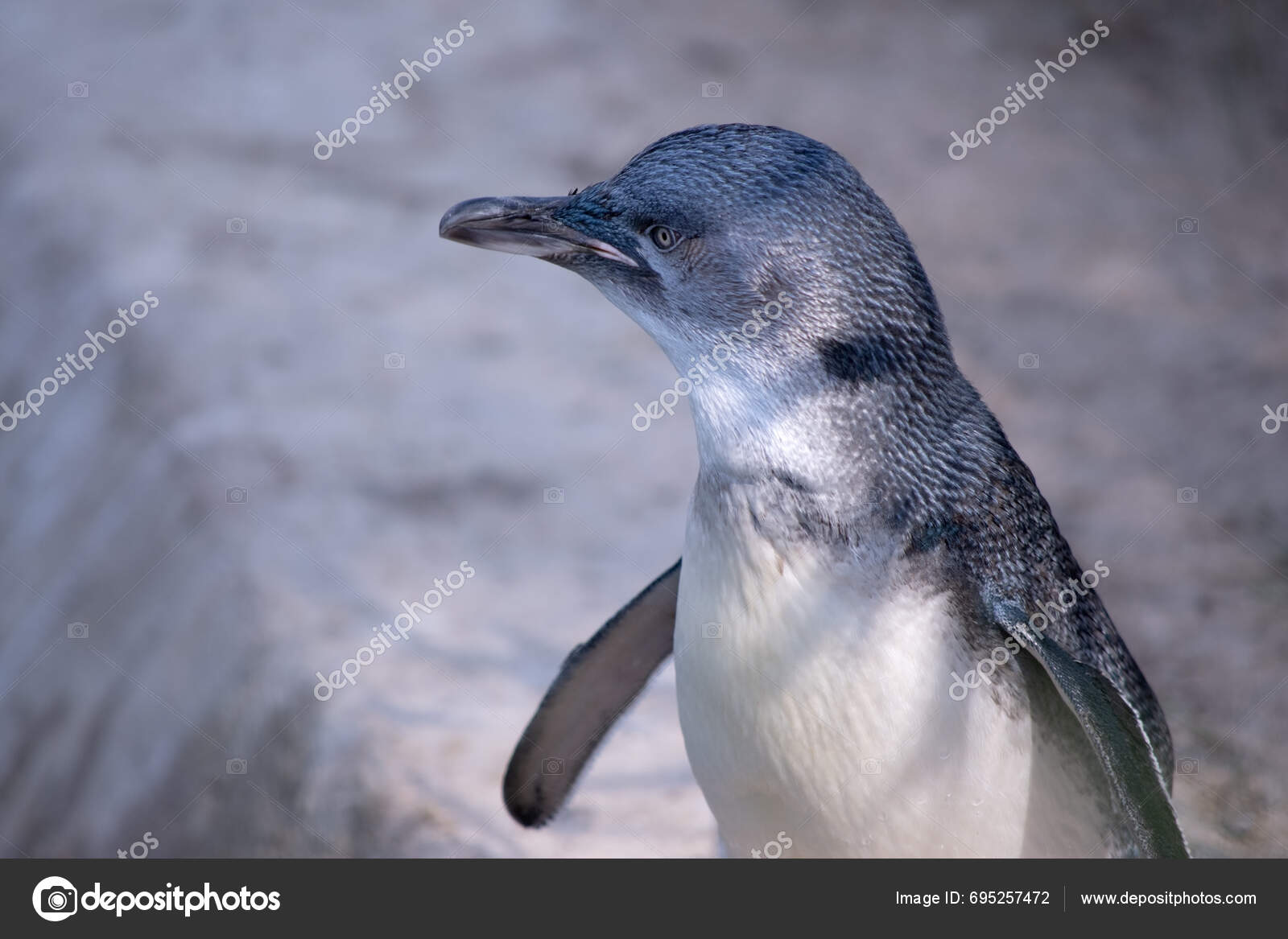 Penguins Have Large Head Short Neck Elongated Body Tails Short — Stock ...