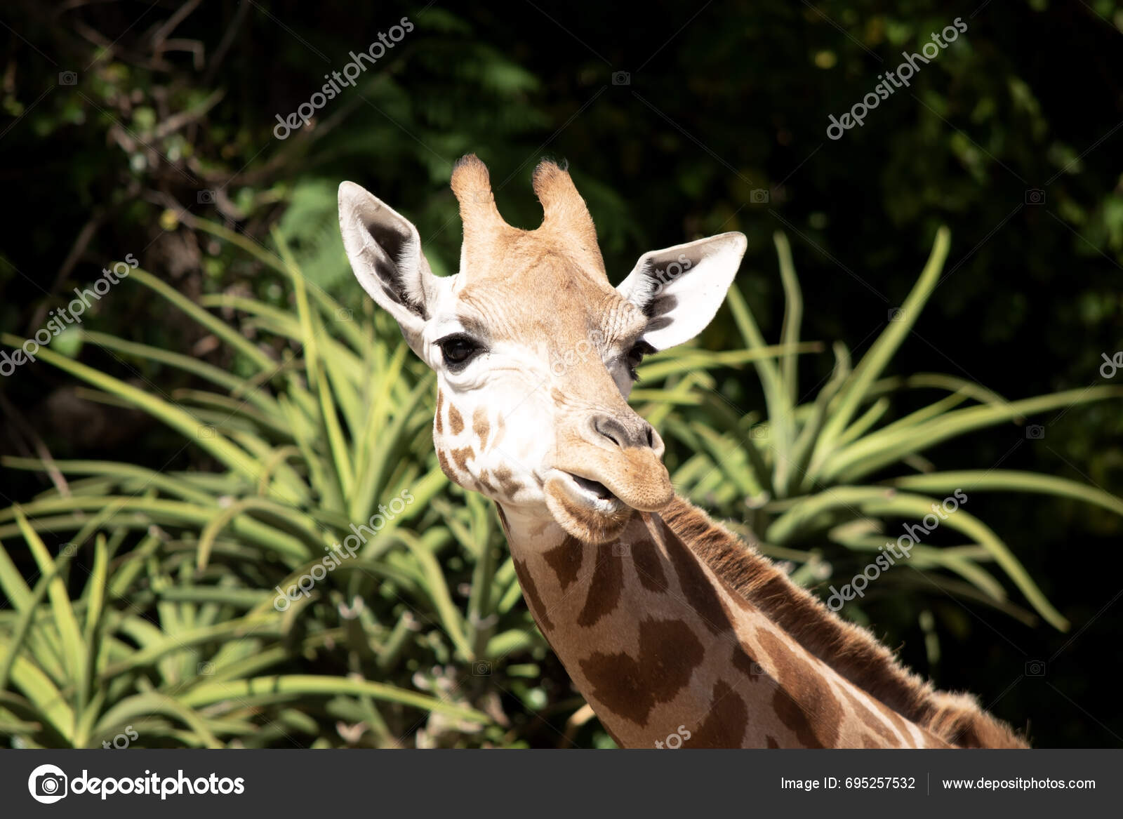 Giraffe Tallest All Mammals Legs Neck Extremely Long Giraffe Has ...