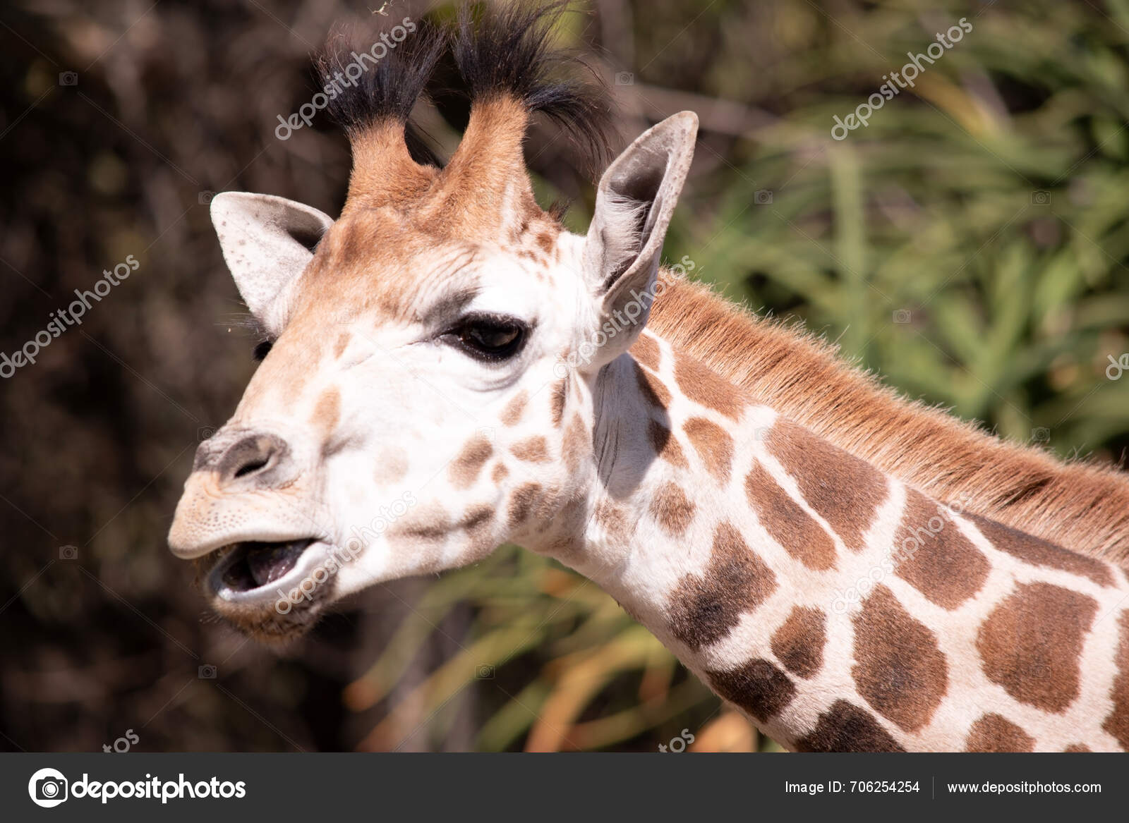 Giraffe Tallest All Mammals Legs Neck Extremely Long Giraffe Has ...