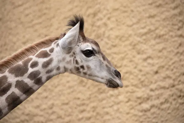 Giraffe Tallest All Mammals Legs Neck Extremely Long Giraffe Has ...