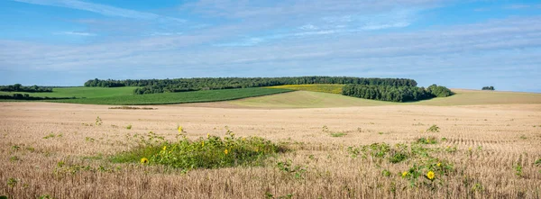 lorraine countryside landscape with fields and sunflowers near verdun ...