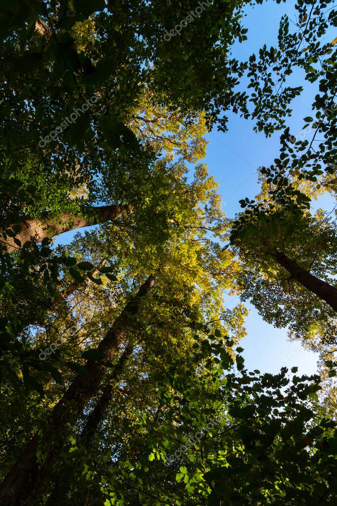 Amplia vista angular de árboles al atardecer desde abajo. Foto de fondo ...