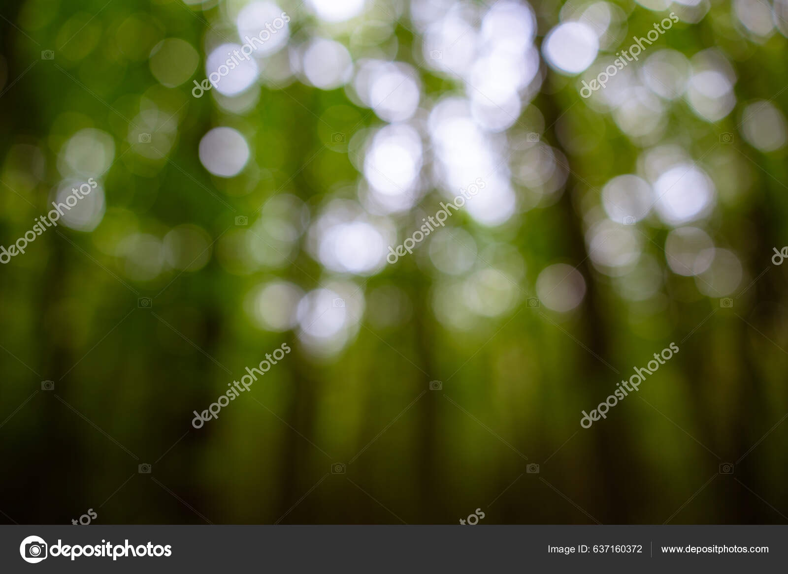 Blurred Forest Background Nature Background Photo Defocused View Carbon ...