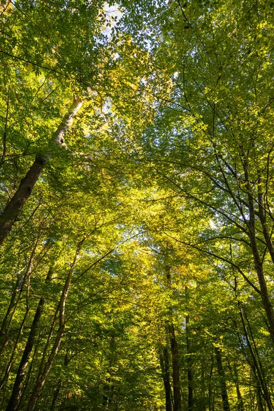 Forest view. Bright colors of leaves and trees of a forest. Carbon net ...
