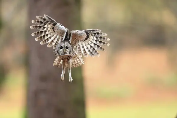 Imágenes de Búho volando libres de derechos | Depositphotos