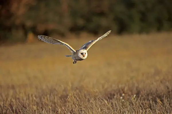 Imágenes de Búho volando libres de derechos | Depositphotos