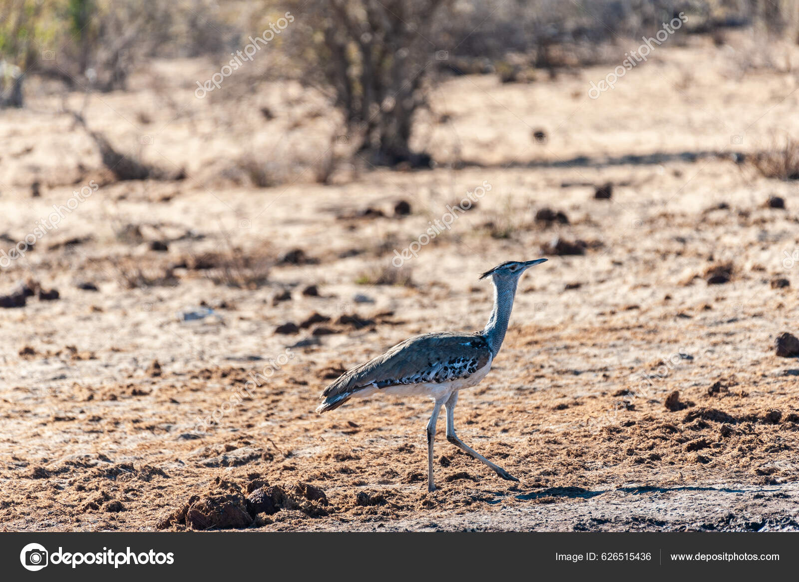 Kori Bustard Flying