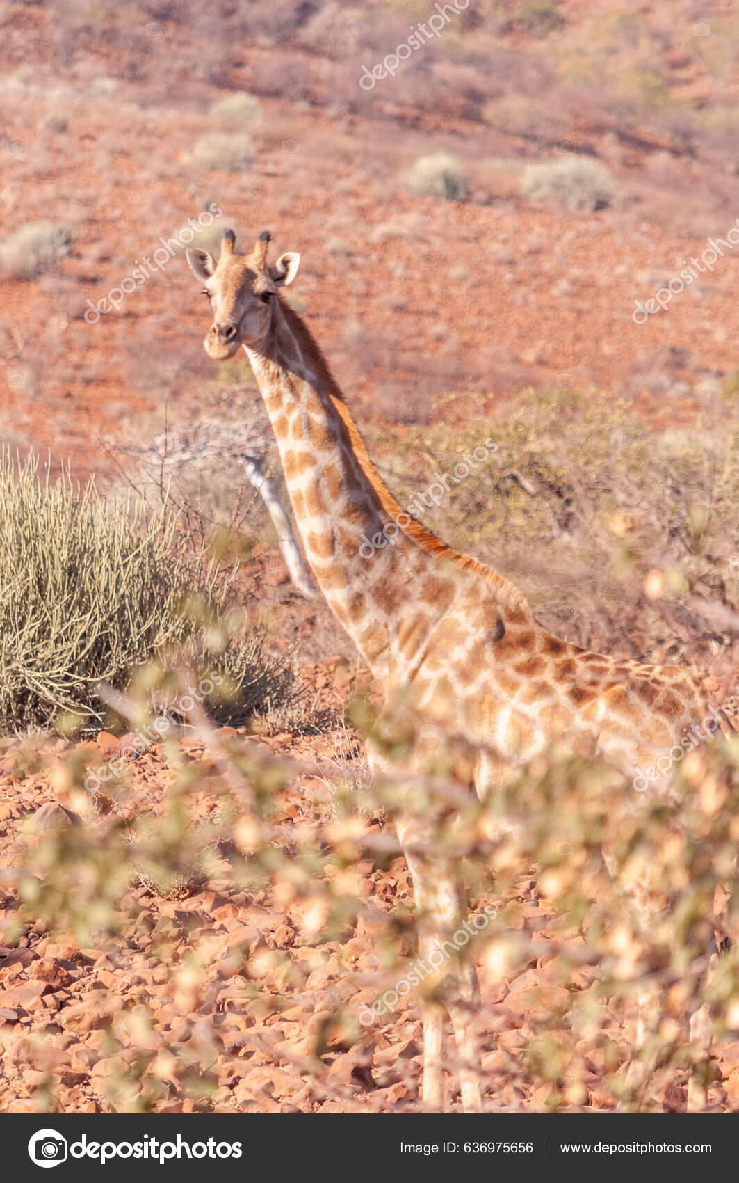 Closeup Angolan Giraffe Giraffa Giraffa Angolensis Head Sticking Out ...