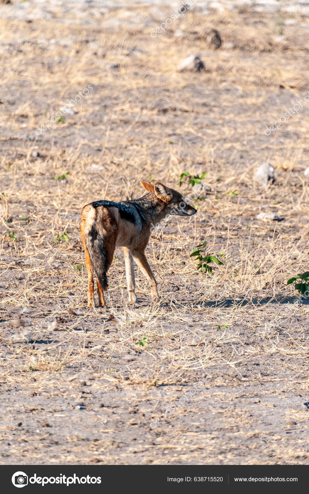 Side Striped Jackal Paw Prints