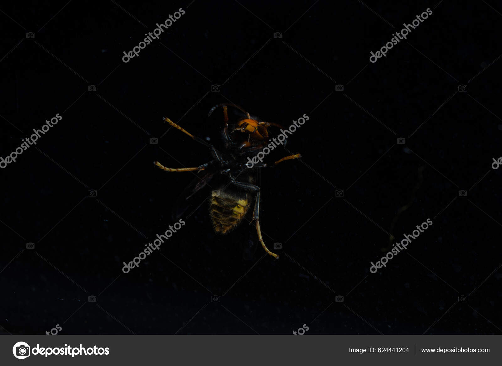 Enormous Scary Wasp Perched Dramatic Lighting Black — Stock Photo ...