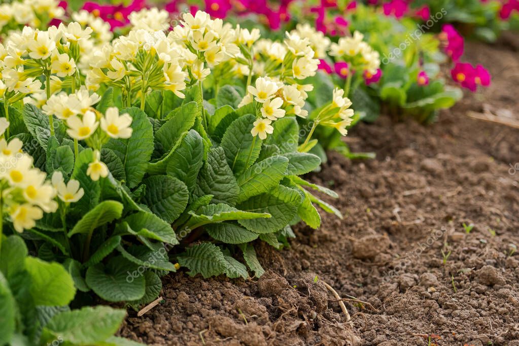 Concepto de Pascua. Primrose Primula con flores amarillas en macizo de ...