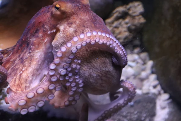 Freshwater Aquarium Octopus