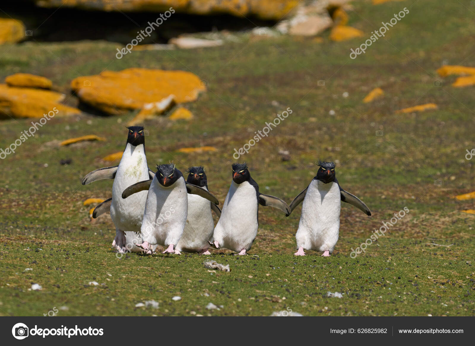 Rockhopper Penguin Jumping