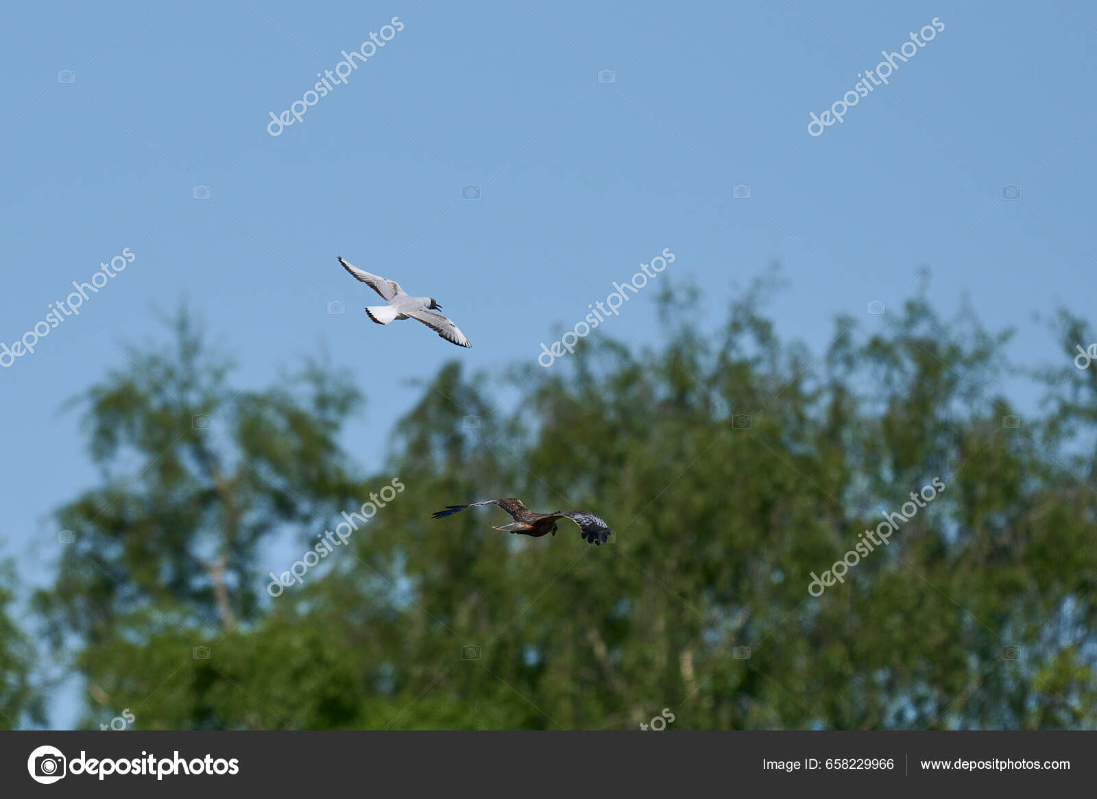 Bittern Botaurus Stellaris Flight Ham Wall Nature Reserve Somerset ...
