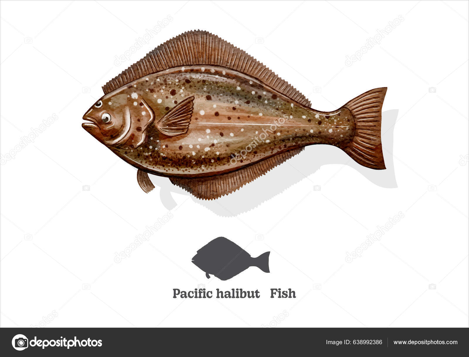 Pacific Halibut Fish Watercolor Sketch Line Art Vector Illustration ...