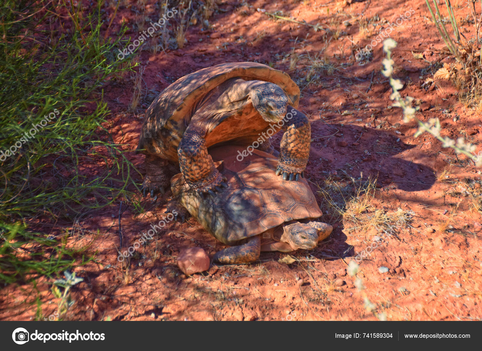 Mating Mojave Desert Tortoise Gopherus Agassizii Mating Ritual Shell