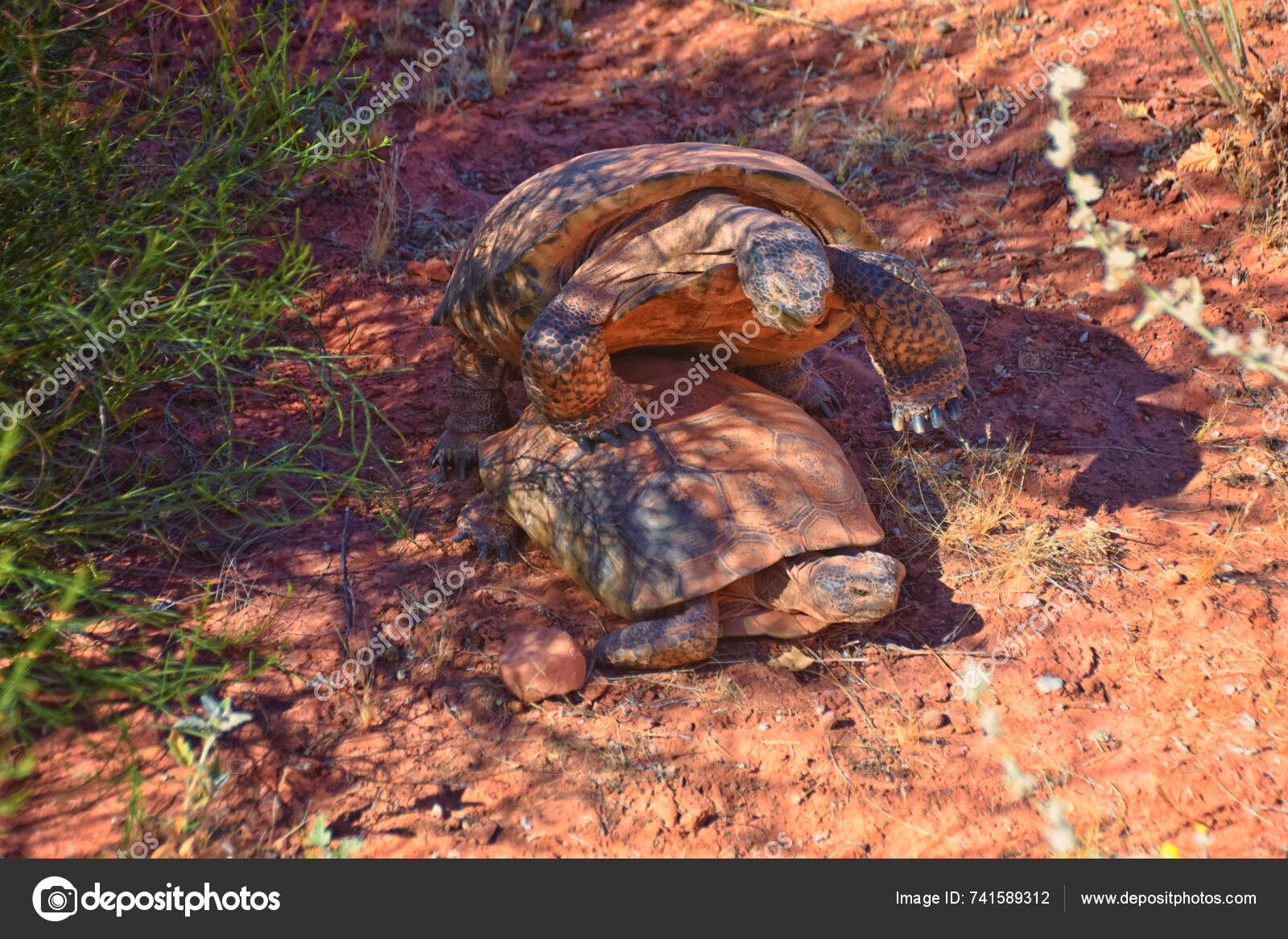 Mating Mojave Desert Tortoise Gopherus Agassizii Mating Ritual Shell