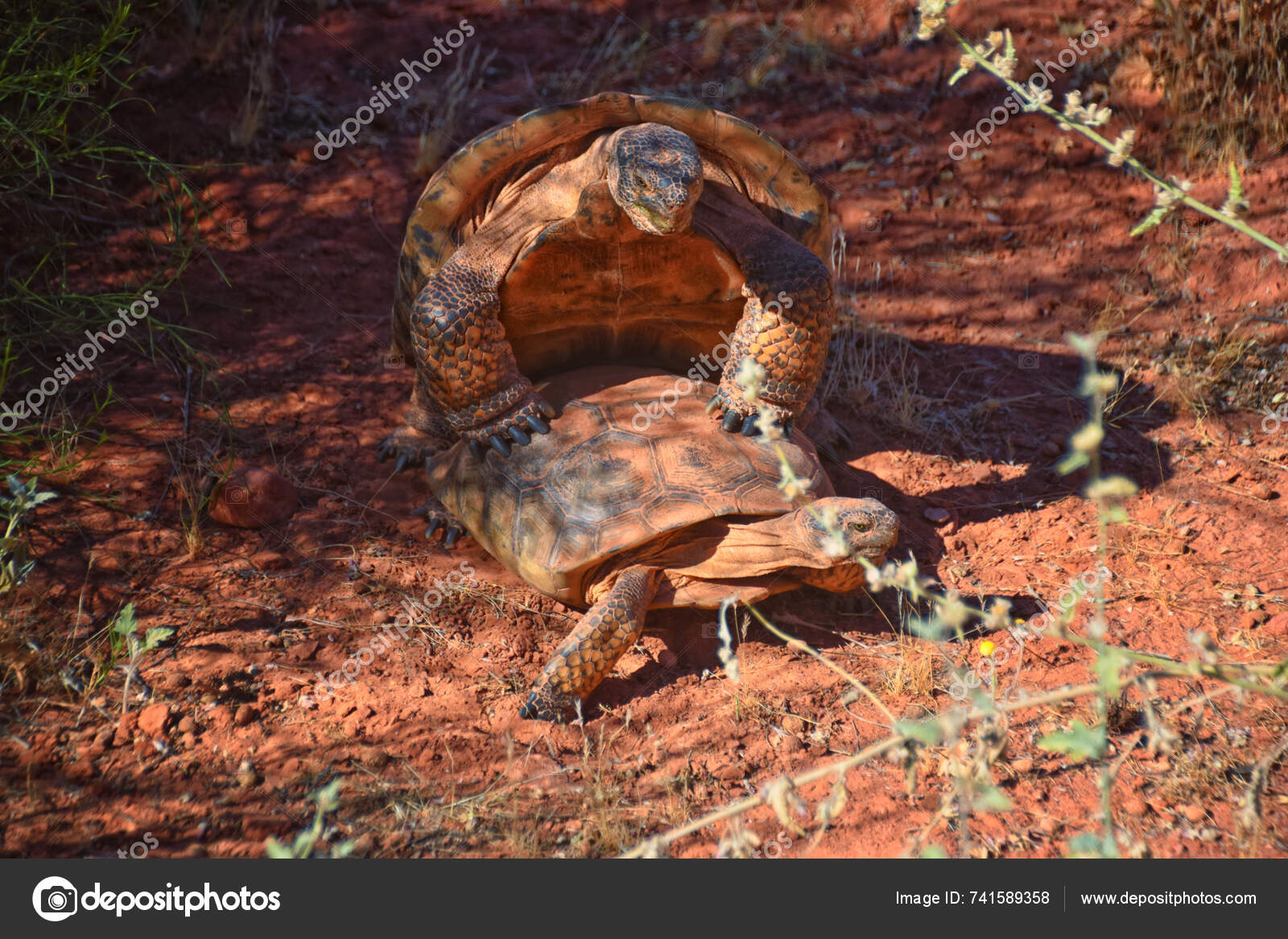 Mating Mojave Desert Tortoise Gopherus Agassizii Mating Ritual Shell