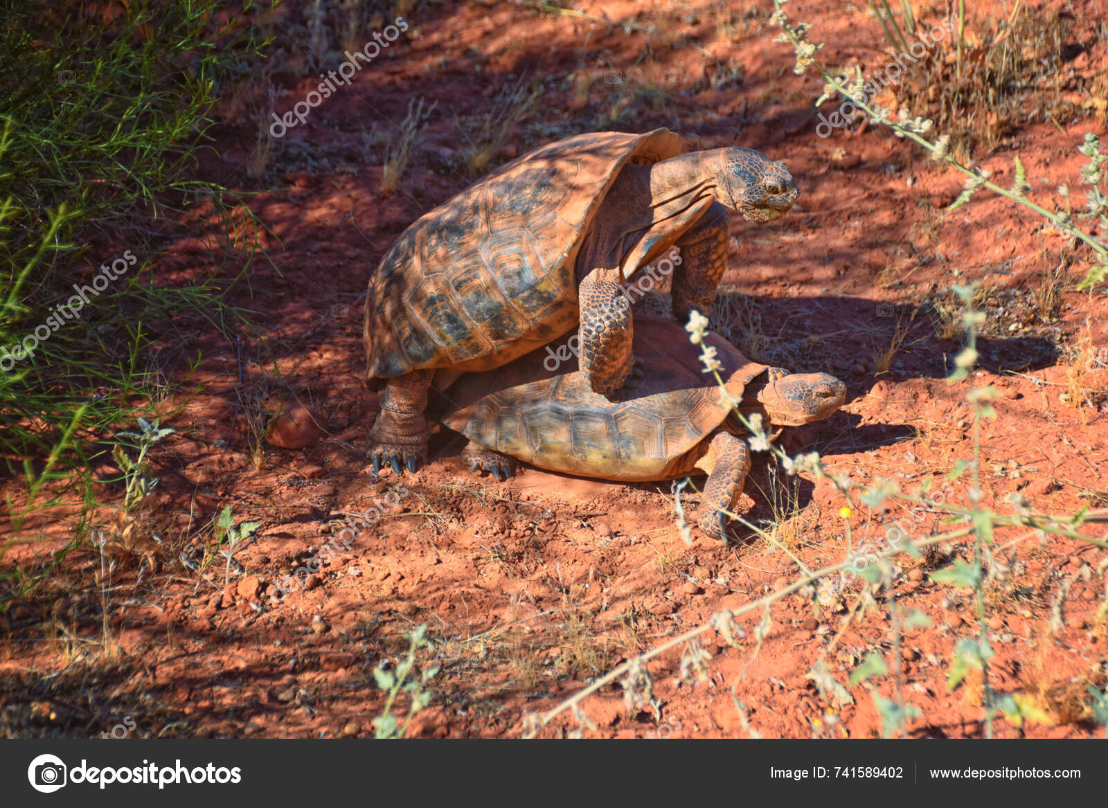 Mating Mojave Desert Tortoise Gopherus Agassizii Mating Ritual Shell