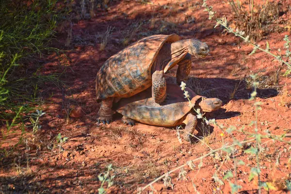 Desert tortoise Stock Photos, Royalty Free Desert tortoise Images ...