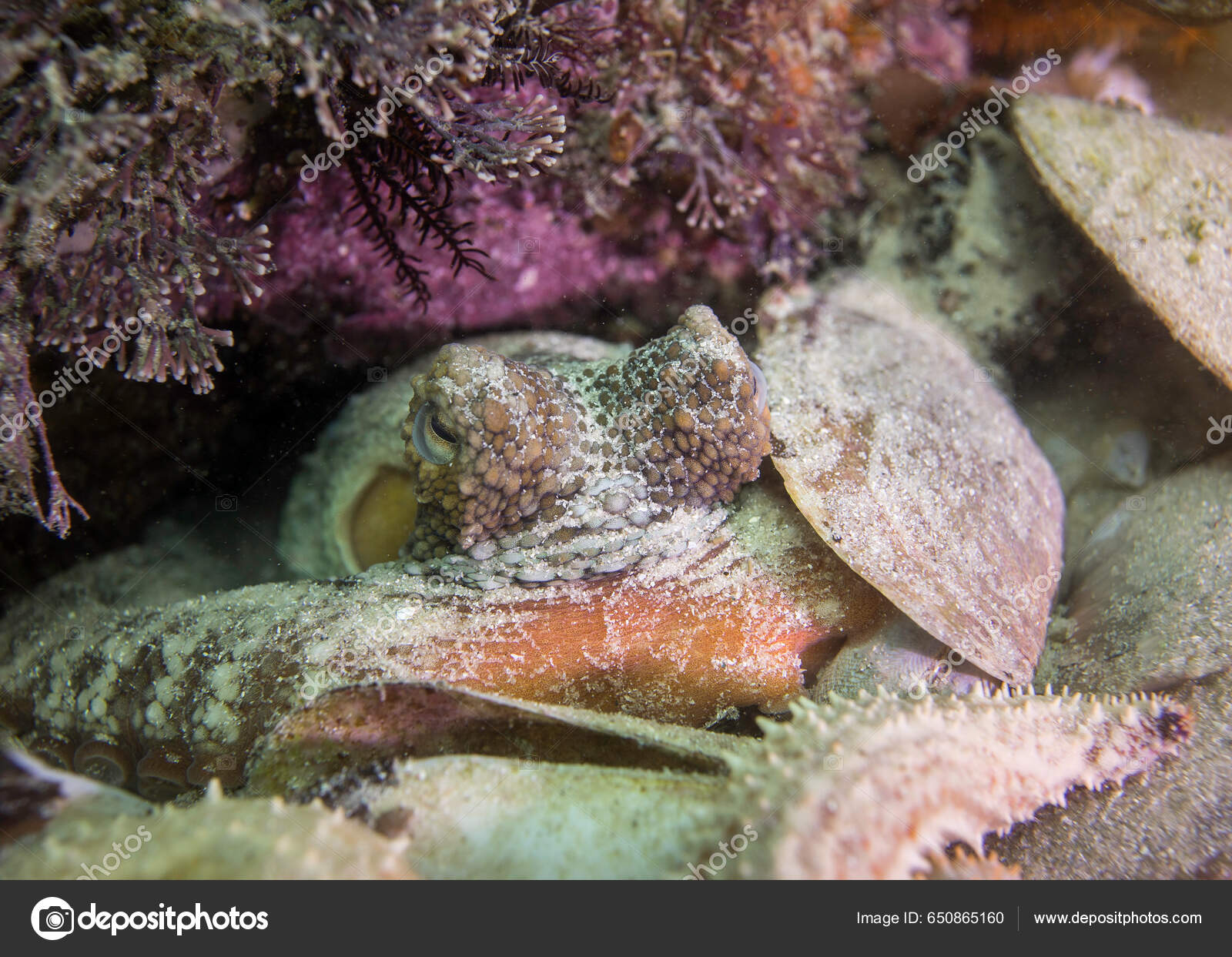 Common Octopus Camouflage