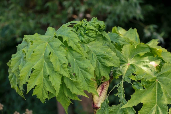 Dziki rabarbar fotografie, zdjęcia stockowe, Dziki rabarbar obrazy ...