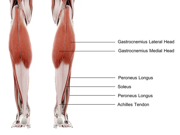 Anatomy of the leg muscles Stock Photos, Royalty Free Anatomy of the ...