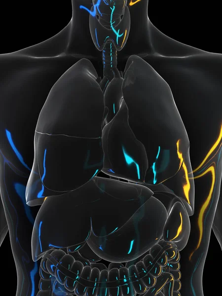 Liver anatomy blue Stock Photos, Royalty Free Liver anatomy blue Images ...