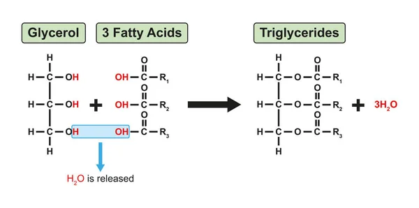Triglycerides chart Stock Photos, Royalty Free Triglycerides chart ...