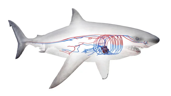 Shark anatomy Stock Photos, Royalty Free Shark anatomy Images ...