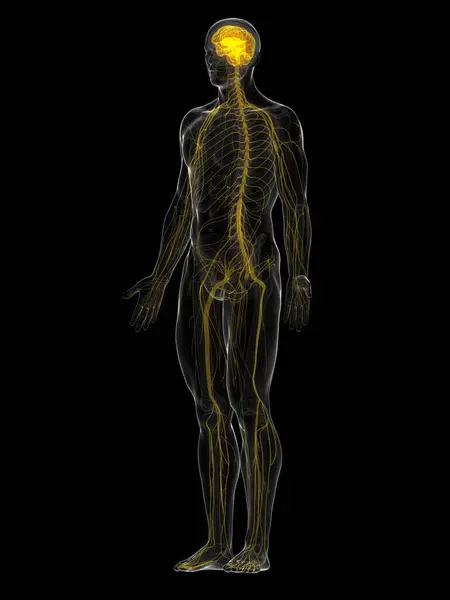 Human body neurology Stock Photos, Royalty Free Human body neurology ...