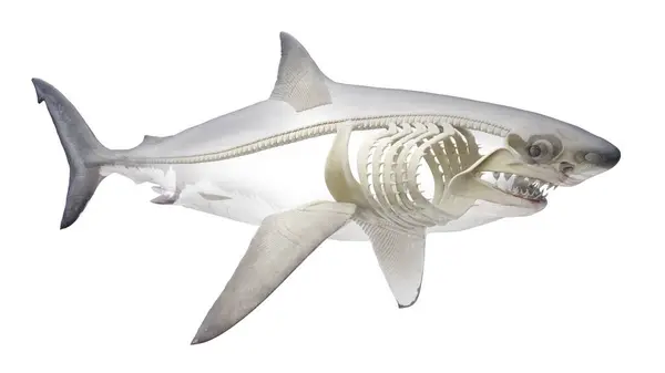 Shark anatomy Stock Photos, Royalty Free Shark anatomy Images ...