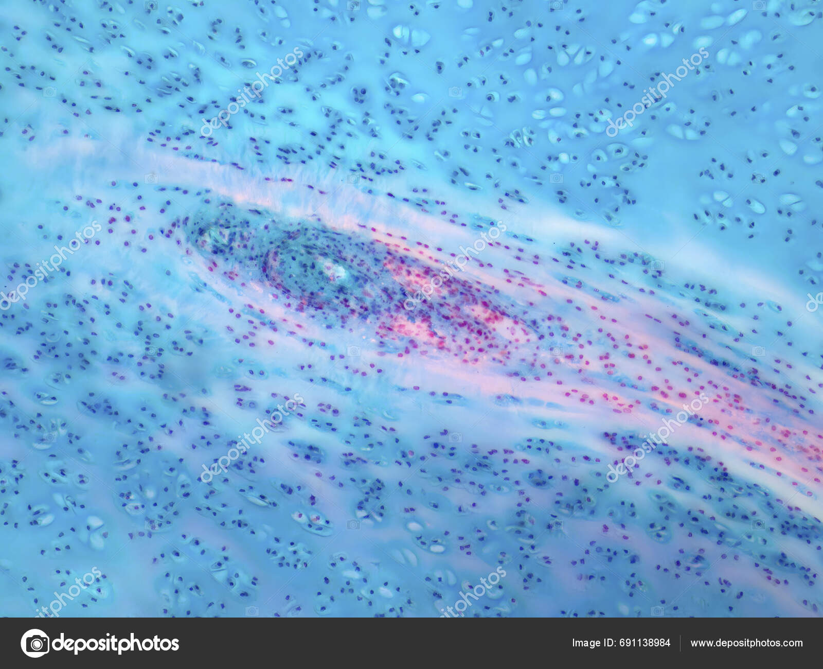 Human Hyaline Cartilage Light Micrograph — Stock Photo © ScienceRF ...