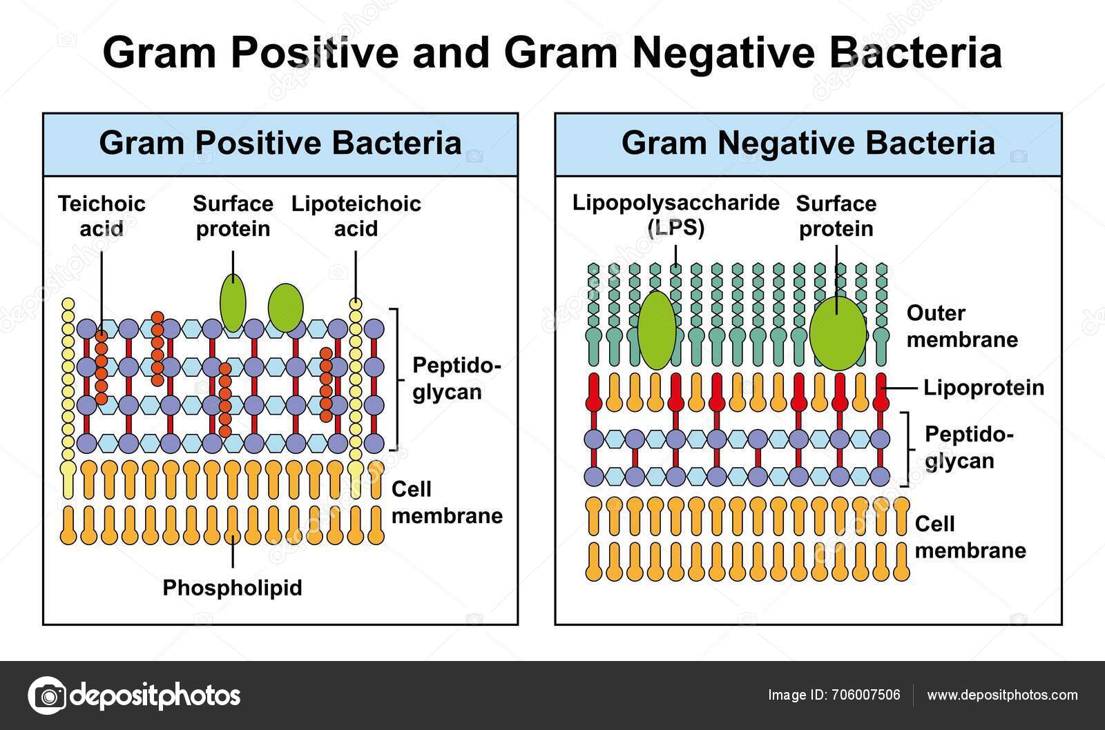Scientific Designing Gram Positive Gram Negative Bacteria Illustration ...