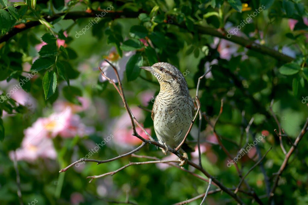 Torquilla Macho Eurasiática Jynx Torquilla Sentada Sobre Las Ramas De Un Arbusto En Un Bosque