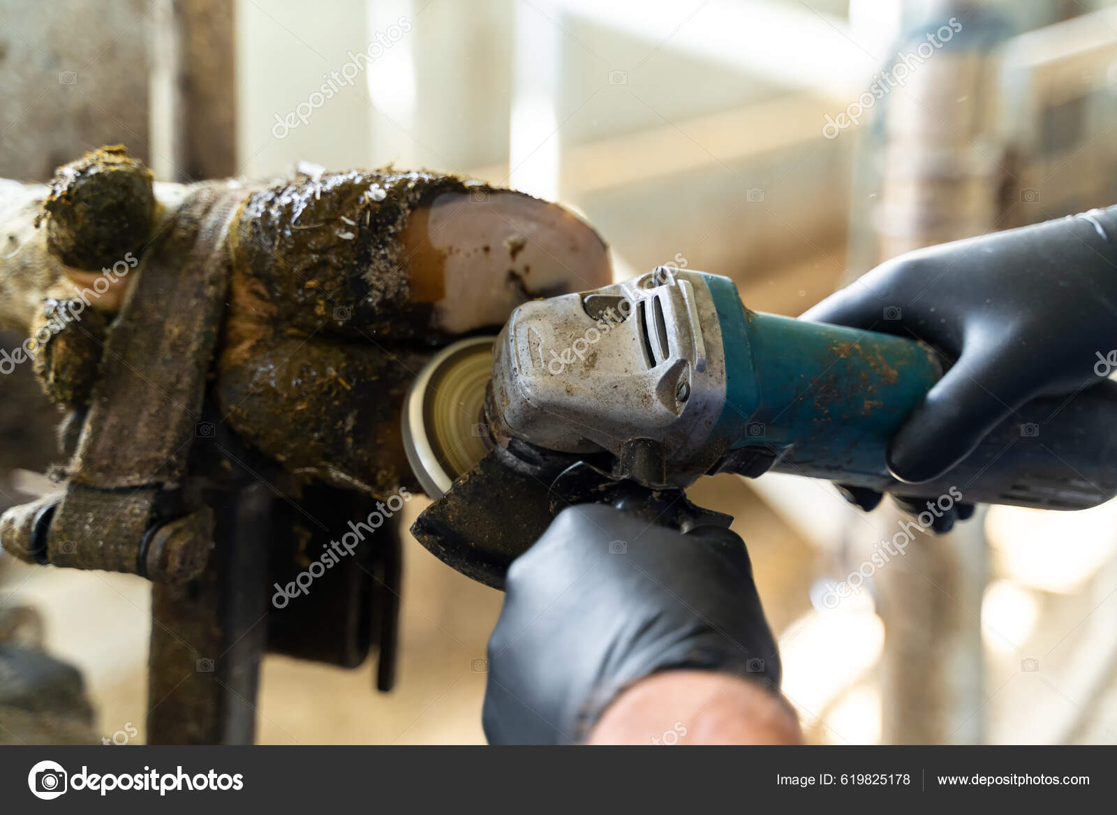Milk Farming Cow Legs Farm Clean Cow Hoof Stock Photo by ©wedmov 619825178