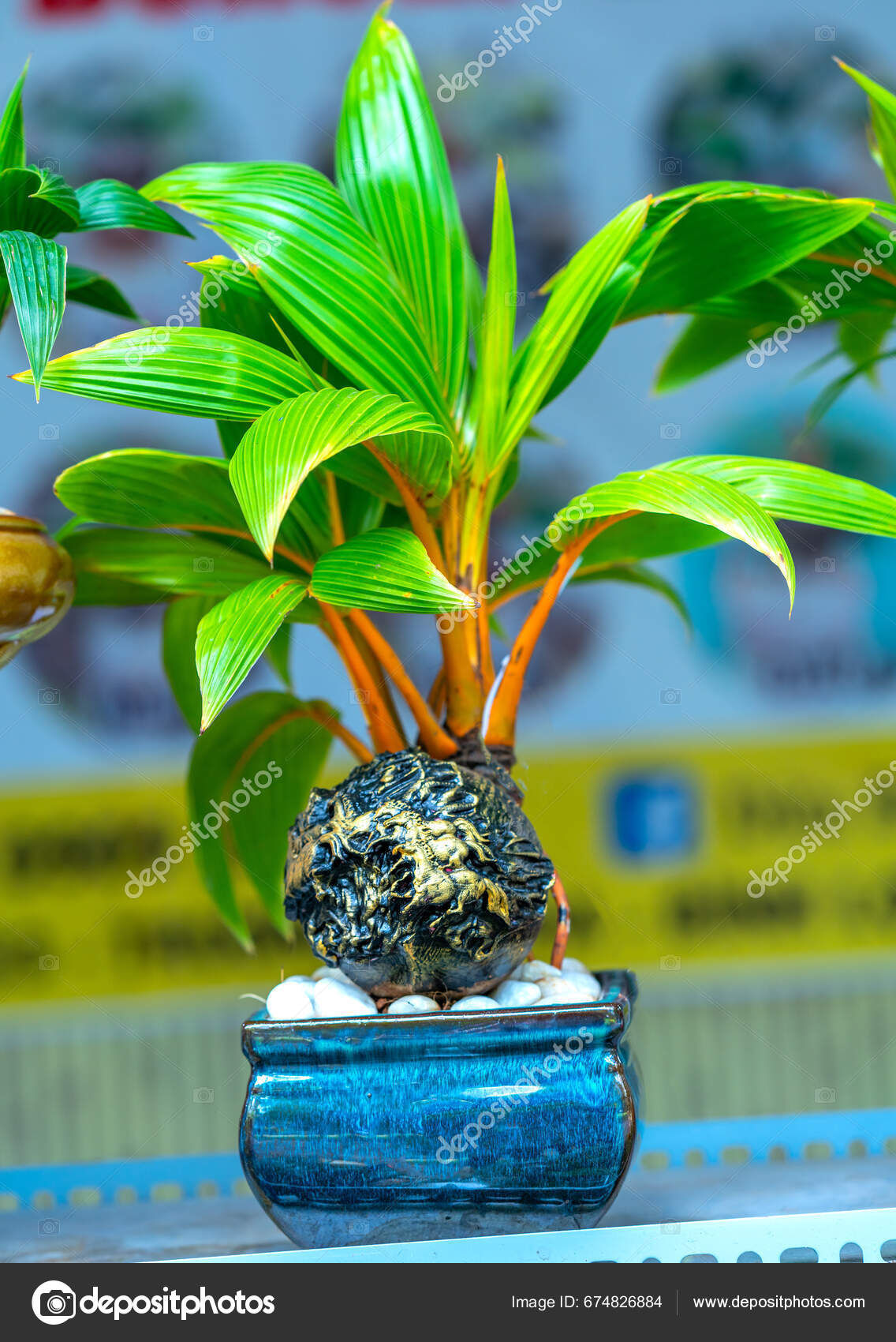 Coconut Bonsai Tree