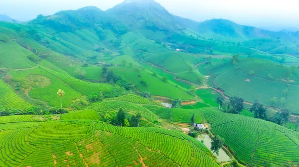 Aerial view of cherry trees and tea fields in longyan china Stockfotos ...