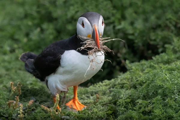 Papegaaiduiker met vissen fotos de stock, imágenes de Papegaaiduiker ...