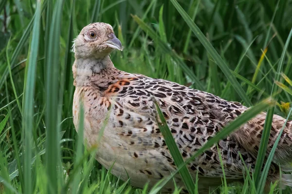 Female common pheasant Stock Photos, Royalty Free Female common ...