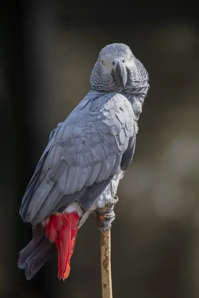 Fotos de Oude wereld papegaai, Imagens de Oude wereld papegaai sem ...